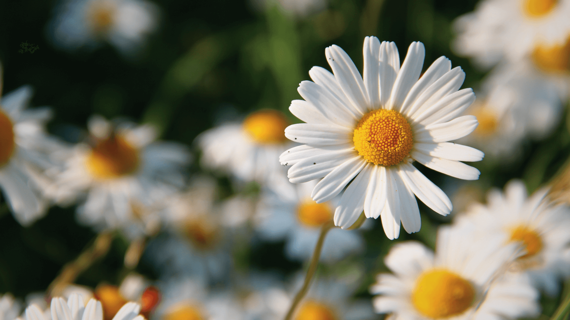 Le vocabulaire du printemps en français – S.L. Immersion